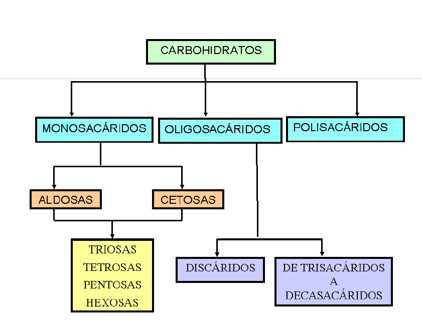 CIENCIAS NATURALES 2013: BIOMOLECULAS ( CARBOHIDRATOS