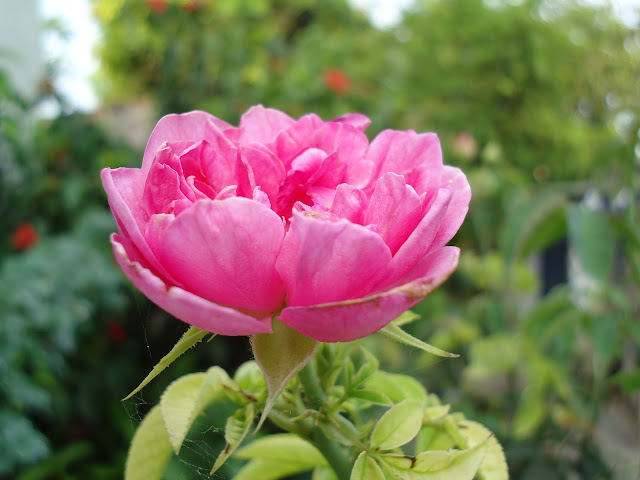 Lotus rose ~ Snaps Can Speak