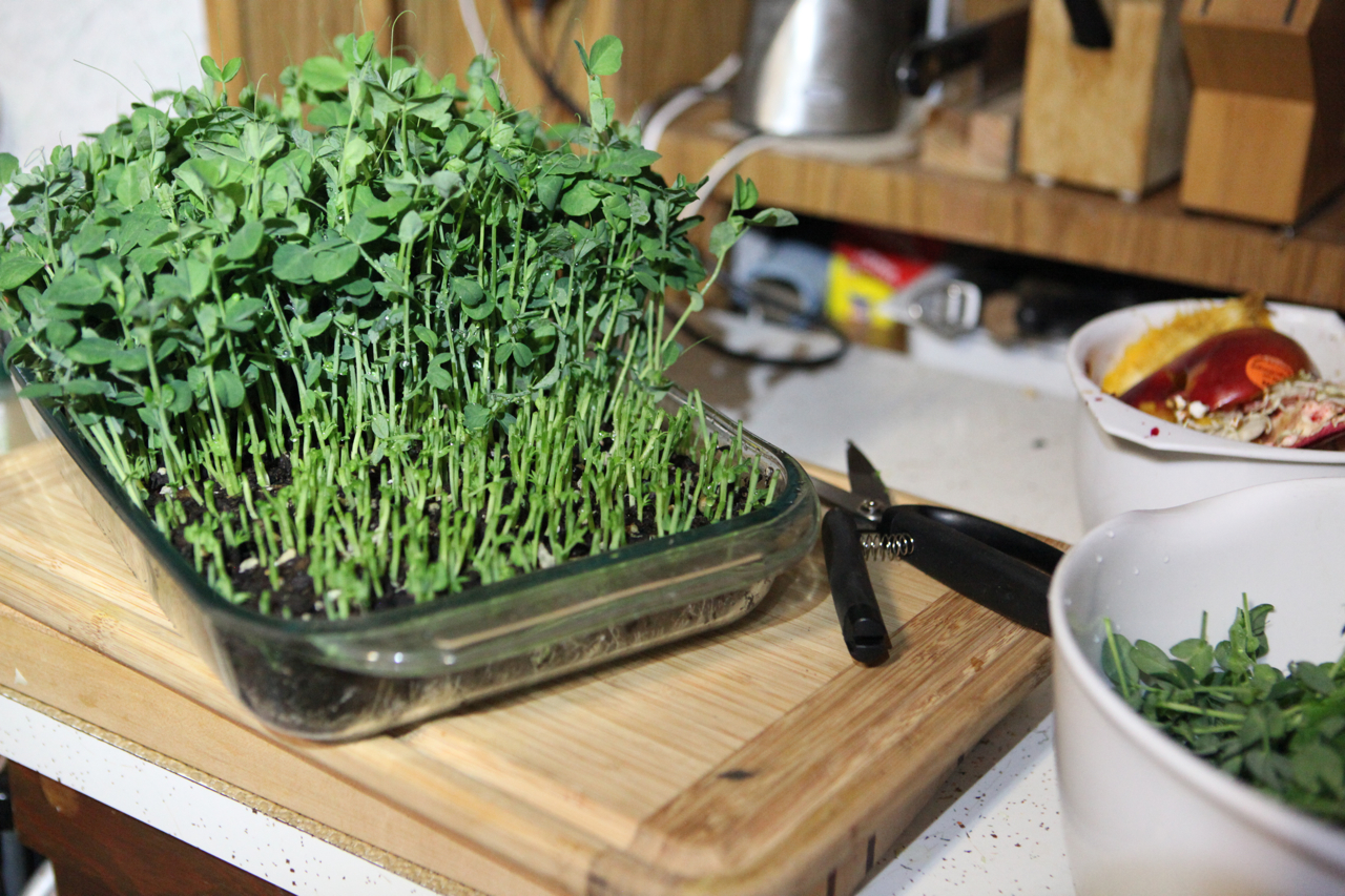 The Sunny Raw Kitchen: How to Grow Microgreens