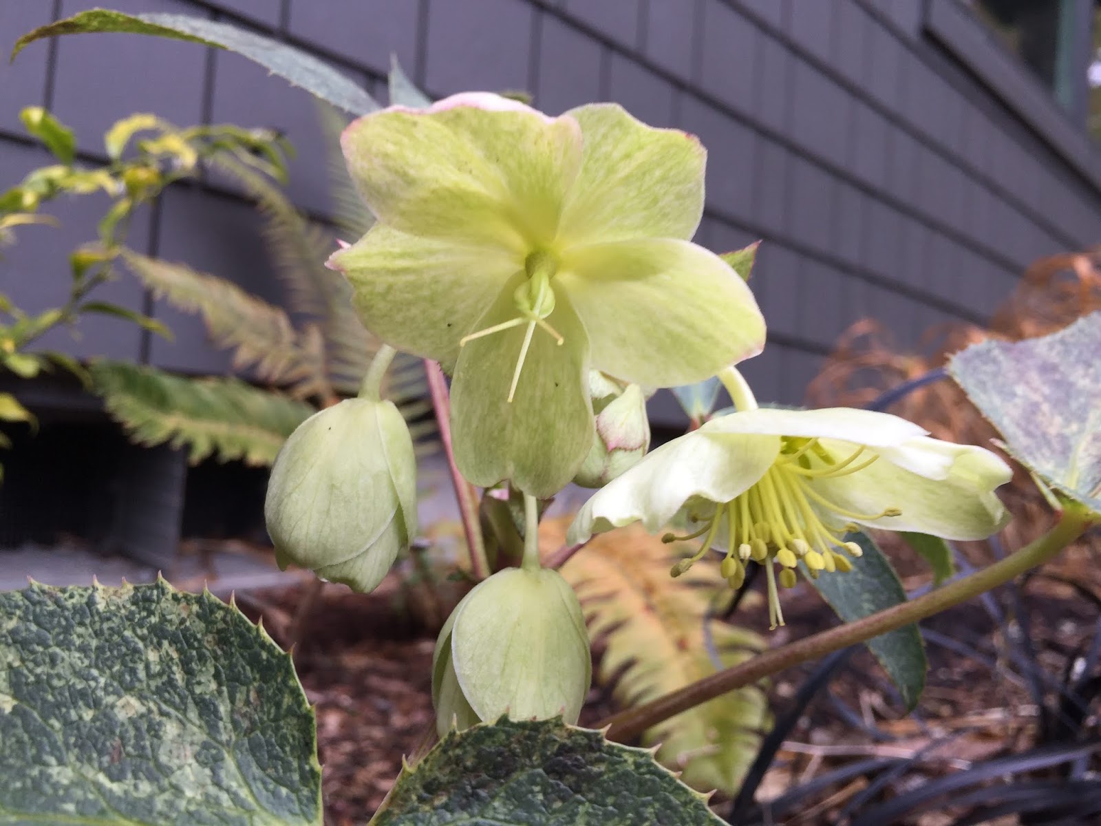 Alyson in the Garden