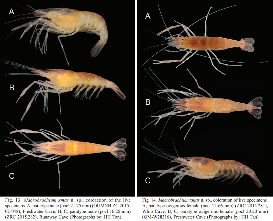 Species New to Science: [Crustacea • 2015] Macrobrachium xmas • A New ...