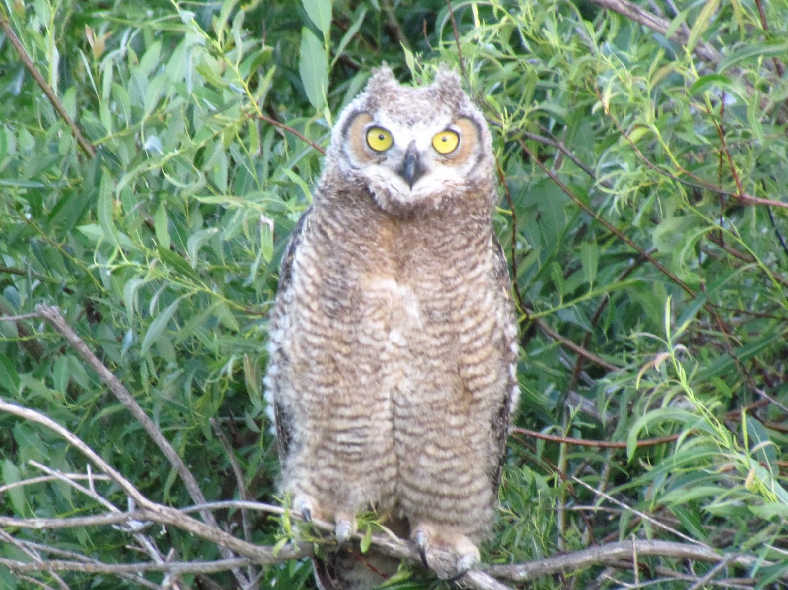 Mostly Birds: Fuzzy Owl
