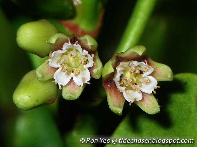 tHE tiDE cHAsER: Tengar (Ceriops tagal)