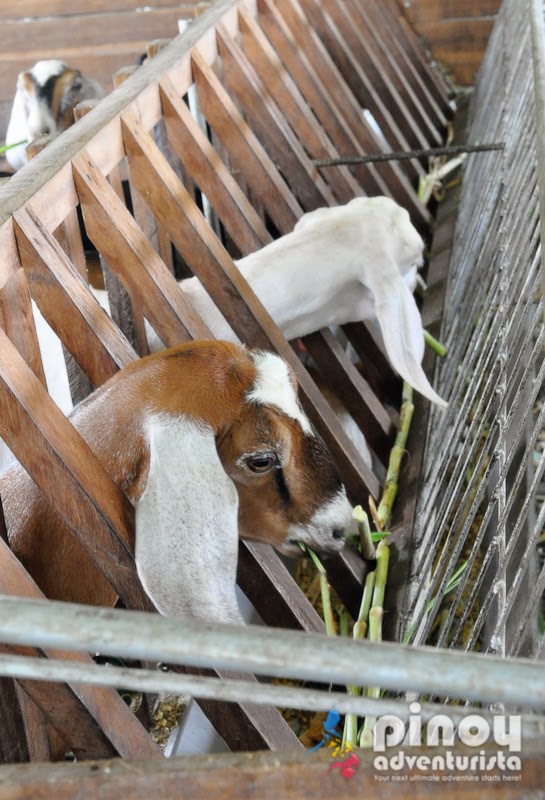 A Delightful Farm Tour at JSJ Goat Farm in Gerona, Tarlac | Blogs ...