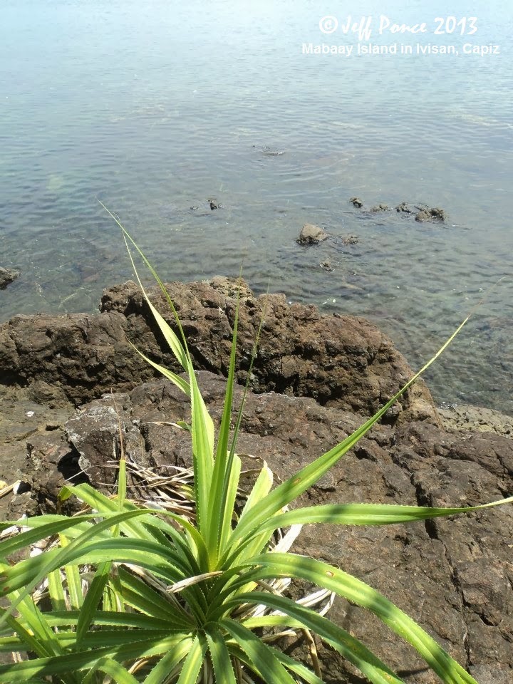 Bisayang Manlalakbay around the Philippines: Trekking Around Mabaay ...