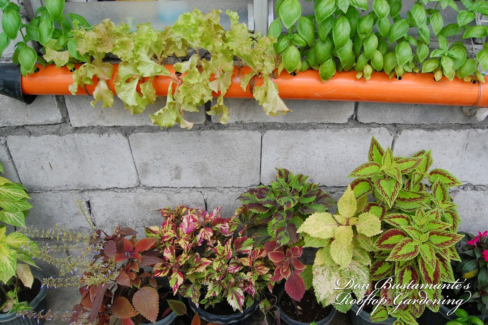 Don Bustamante's Rooftop Garden: Mga Benepisyo Sa Pagkakaroon ng ...