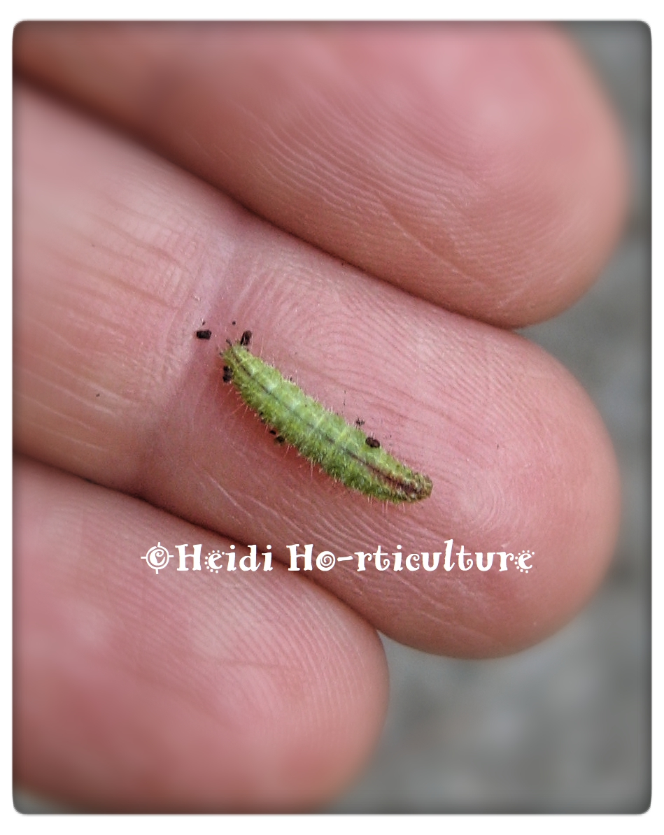 Heidi Horticulture: Cnaemidophorus rhododactyla Larvae Eating Rose Buds