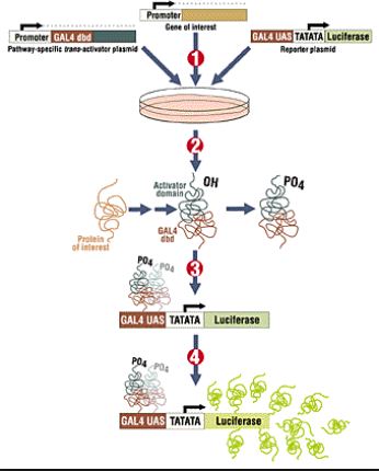 Transfection and transduction |Genetic Engineering Info