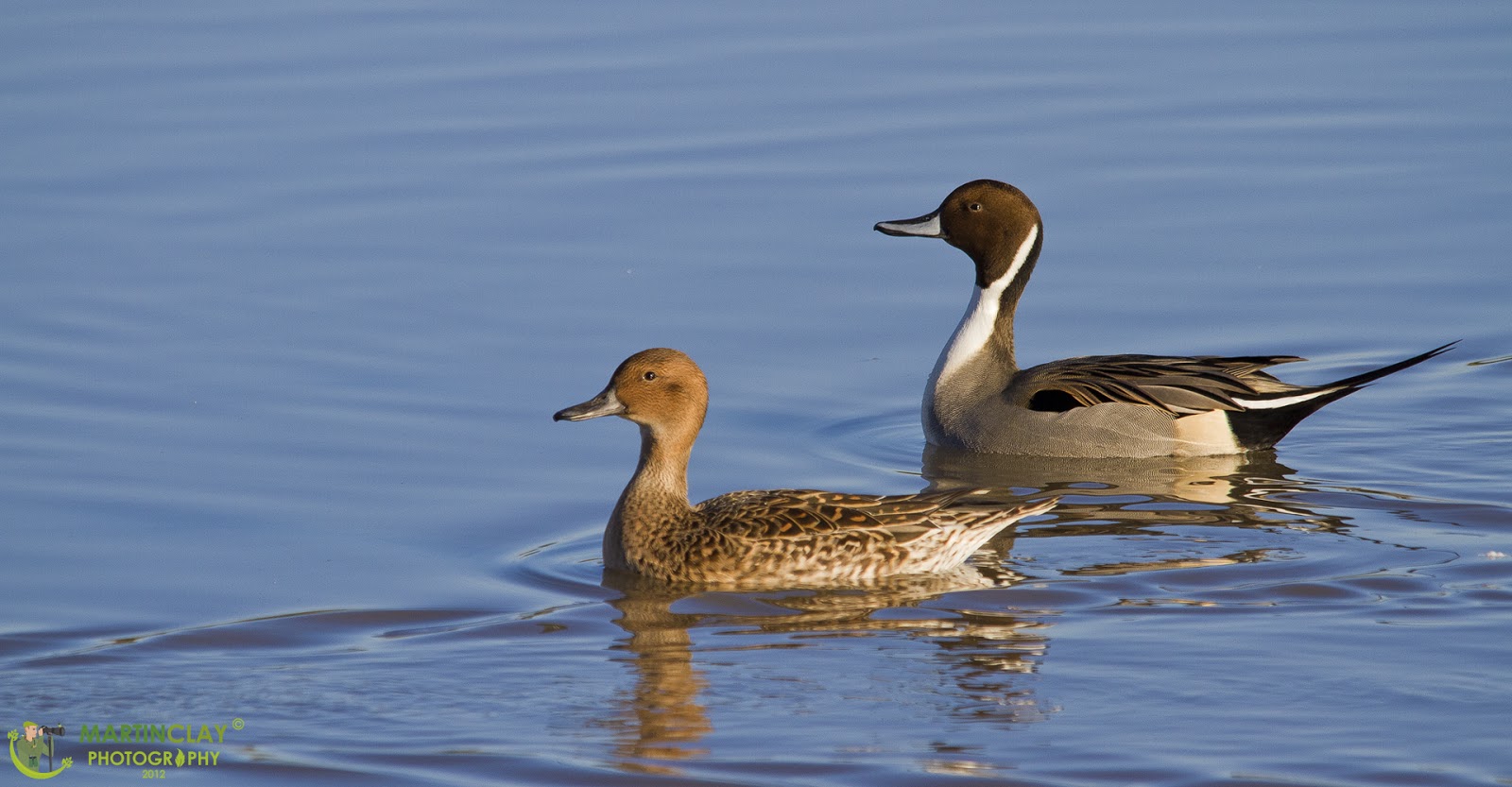 Martin Clay Photography: Perfect Pintail