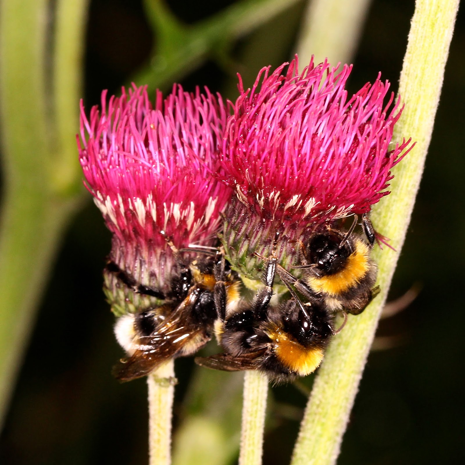 TrogTrogBlog: Homeless bees