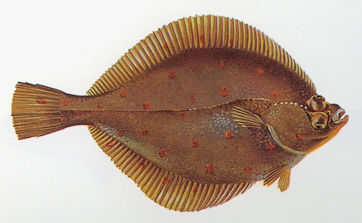 El rincón de Mundín: EL RODABALLO Y EL SOLLO: DIFERENCIAS Y CARACTERÍSTICAS