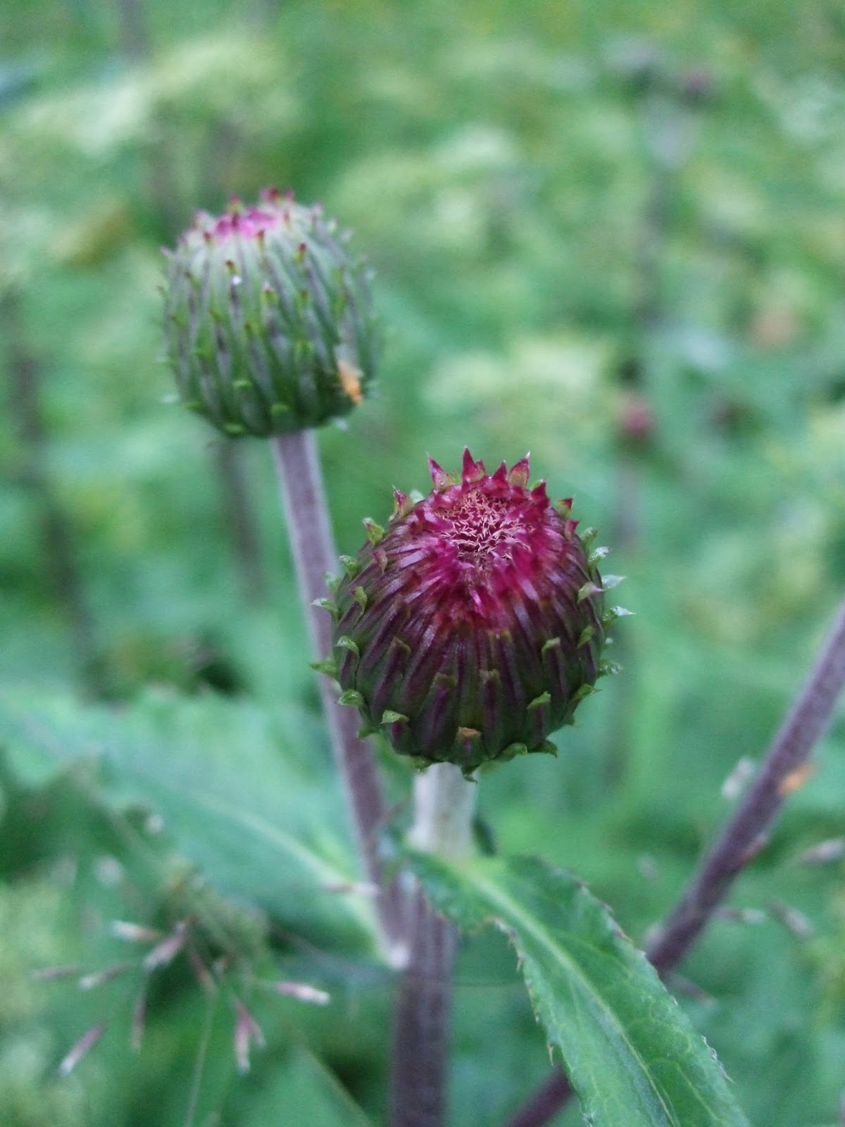 alvorlig vakkert: Tistel, tistler, tistlene