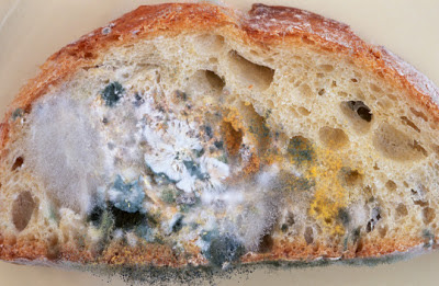 ALTERACIONES EN CEREALES, FRUTAS Y VERDURAS.