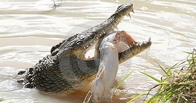 crocodiles eating | My HD Animals