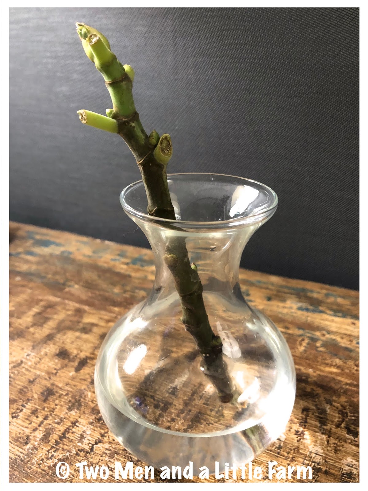 Two Men and a Little Farm: FIG TREE CUTTING IS IN SOIL