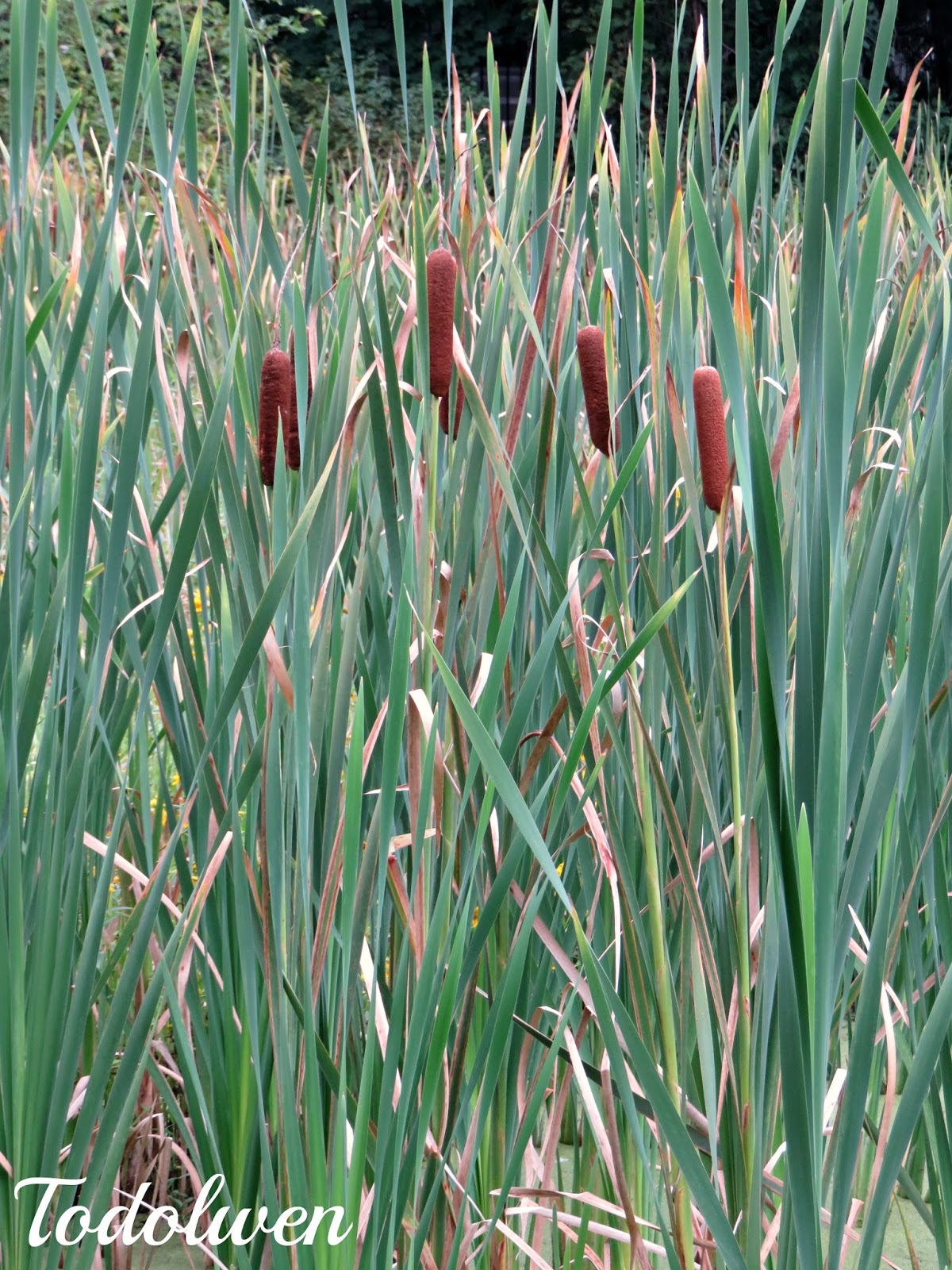 Todolwen: Cattail Pond