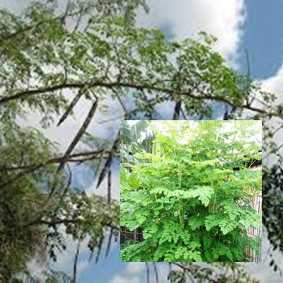 MANFAAT AJAIB DARI POHON DAN DAUN KELOR UNTUK KESEHATAN - LAKSITO