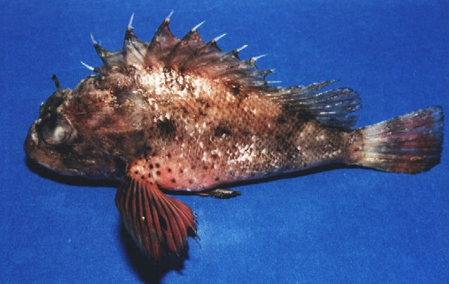 Artes de Pesca: VAMOS A PESCAR RASCACIO