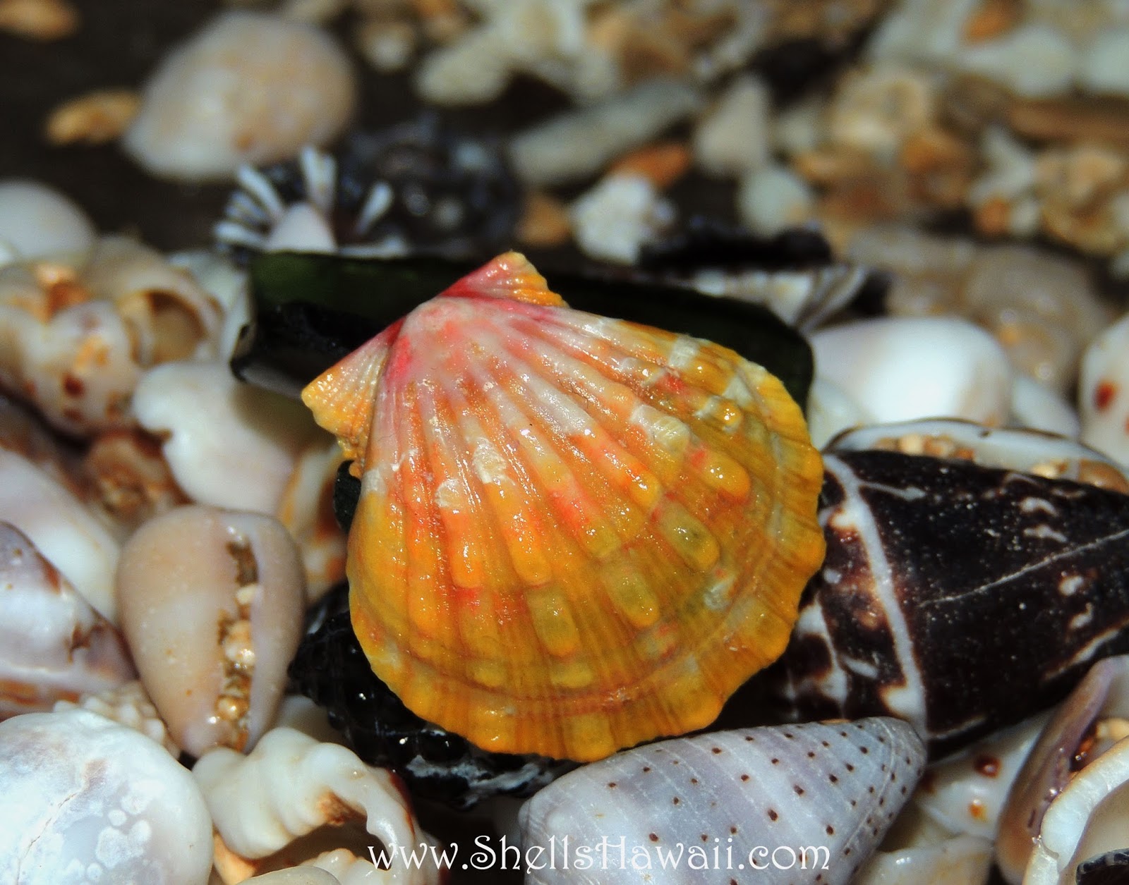 ShellsHawaii ...by Janjira: Sunrise shells/Pecten Langfordi