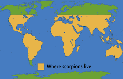 About Animal Scorpion - Animals Point | DaddyFile