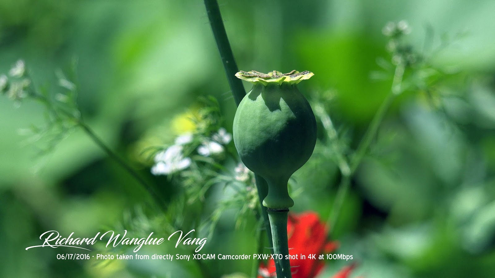 Rick Wanglue Vang's Blog: Duab Paj Yeeb yees los ntawm lub SONY XDCAM ...