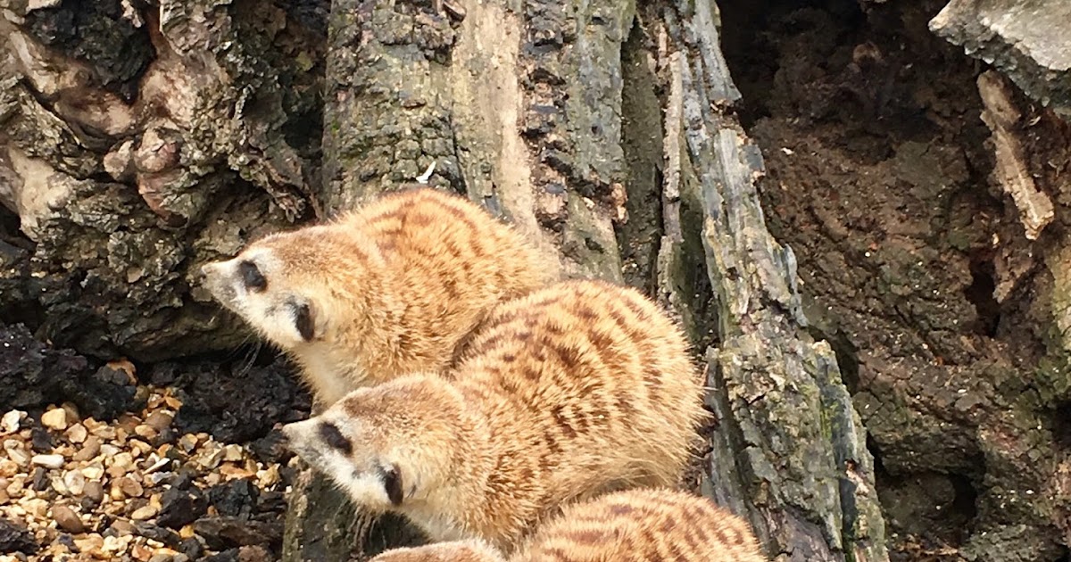 Curious Meerkats at Hamerton Zoo Park
