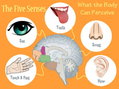 El Villar speaks English: OUR SENSES!