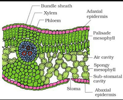 BIOLOGISTIC!: ANATOMY OF DICOT LEAF!