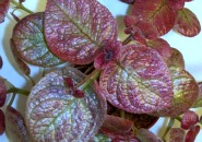 Plantas y flores: Episcia