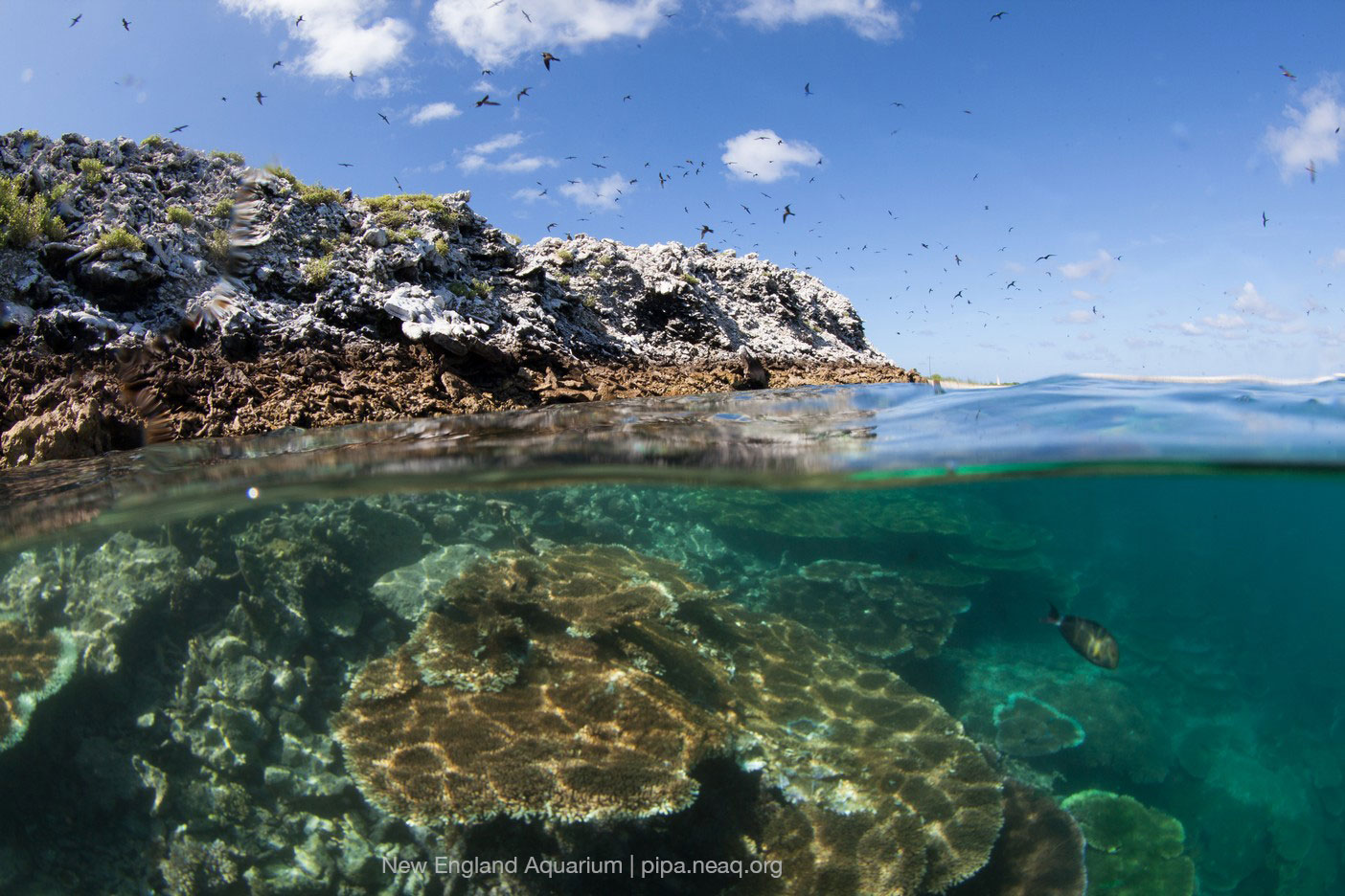 Phoenix Islands Blog