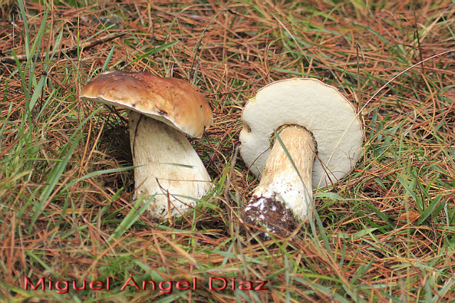 Cuaderno de Campo: Hongo blanco, hongo calabaza (Boletus edulis)