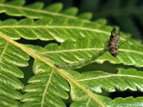 The Carnivorous Caterpillars (Amazing Insect) | Oretan Abu-Abu