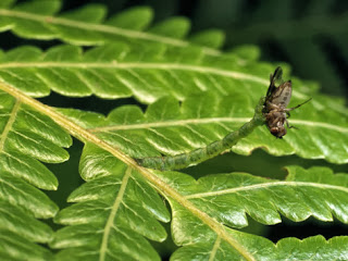 The Carnivorous Caterpillars (Amazing Insect) | Oretan Abu-Abu