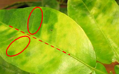 Peduli Ketahanan Hayati Jeruk: August 2016