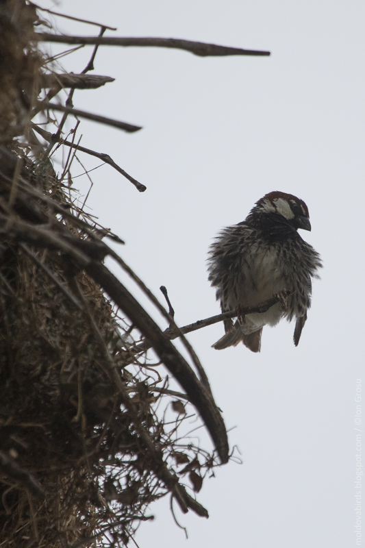 Păsări din Moldova: #183. Vrabia negricioasă