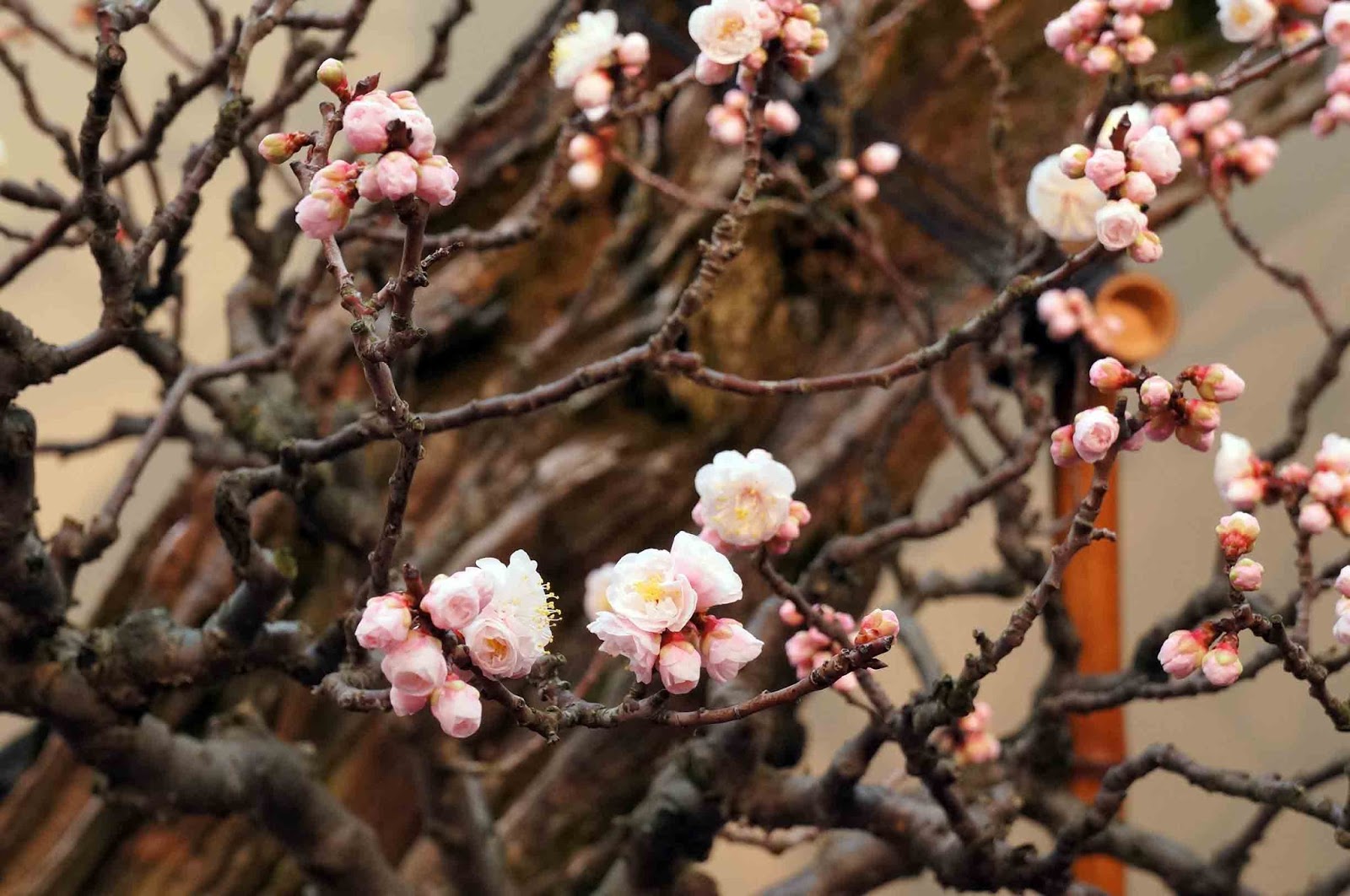 For Your Small Japanese Garden by YUKIMONO: The 65th Bonsai Exhibition ...