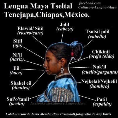 Ser Tzeltal: Lengua tzeltal Datos