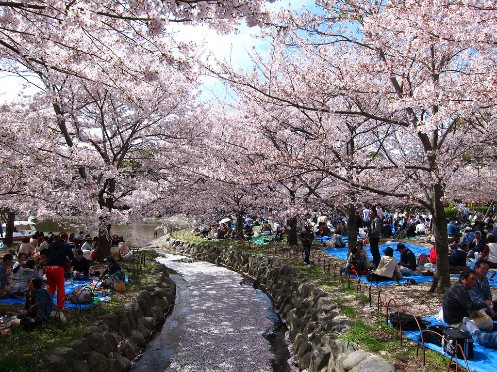 All About Japan: Perayaan Hanami - Jepang