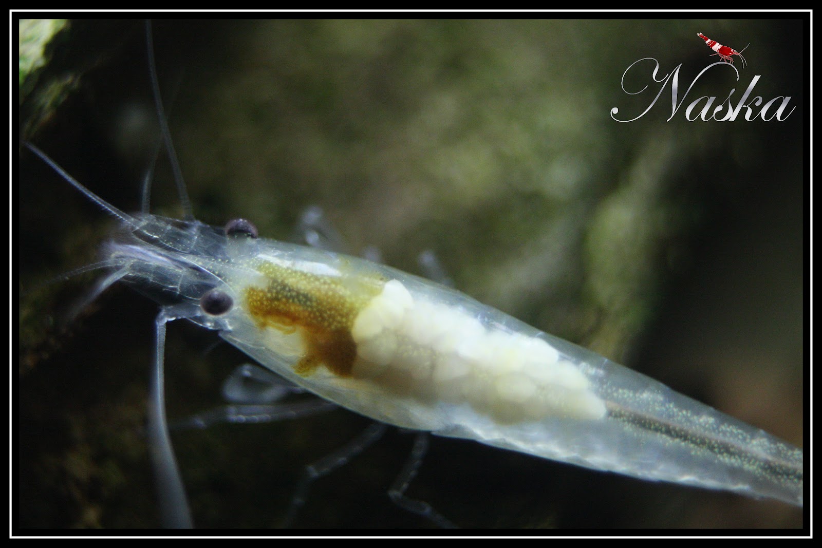 Shrimps of Naska: La reproduction des crevettes