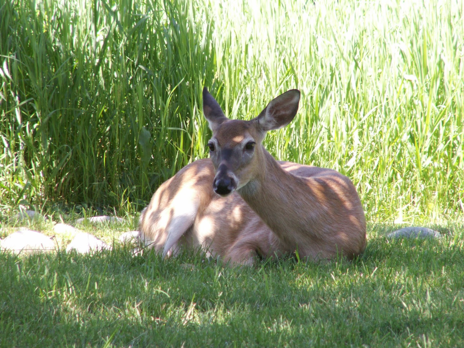 Russ-Stick Acres: Deer of the Russian Swamp