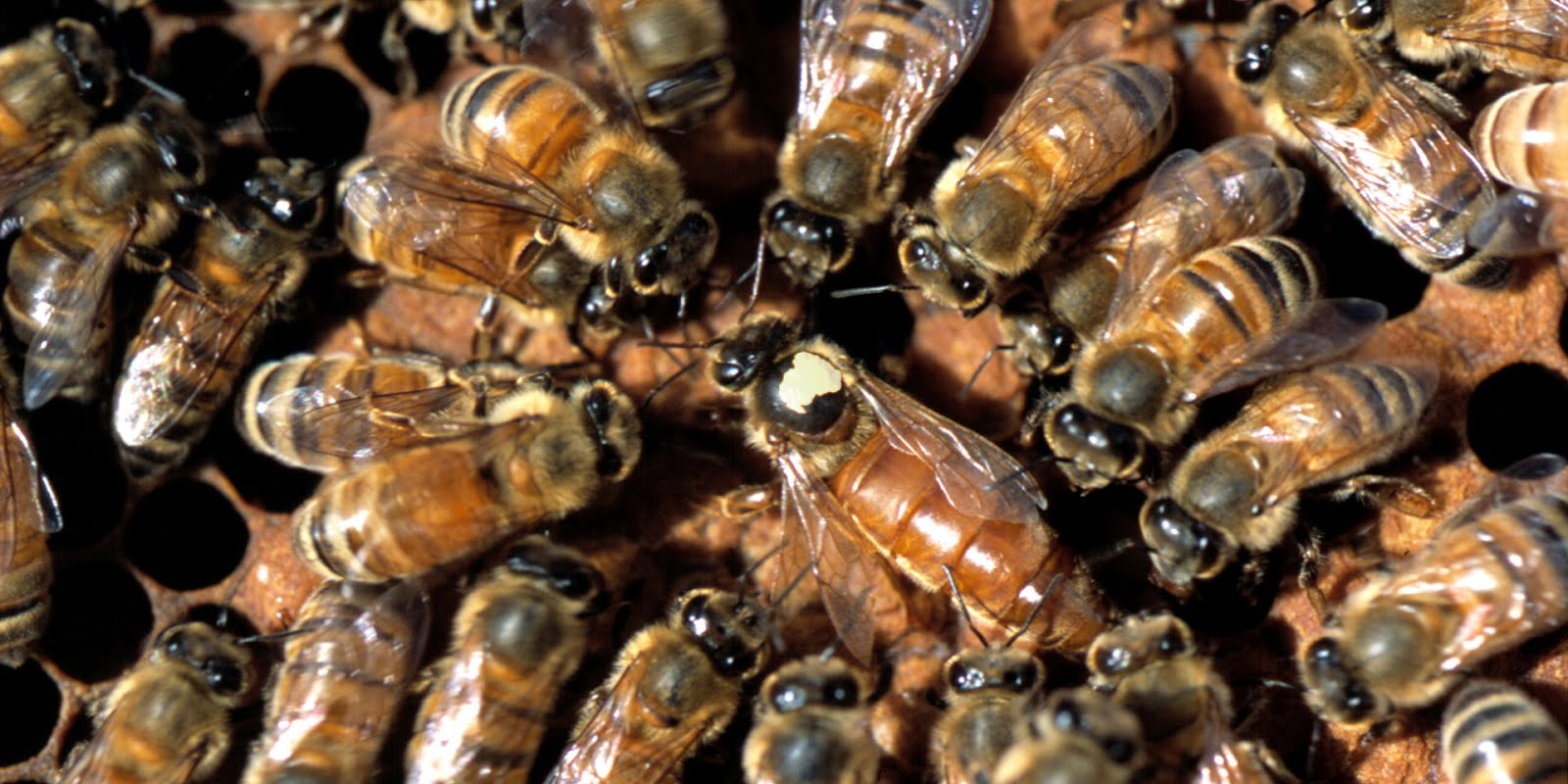 ARGENTINA EXPORTARÁ ABEJAS REINAS AL URUGUAY - FM LIBRA 106.7 ALLEN