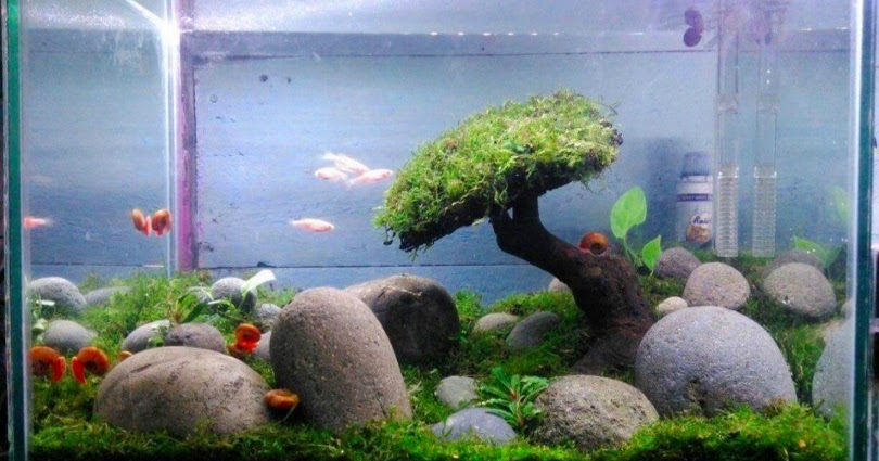 Cara Menyusun Batu Lava Rock - Paludarium 2021