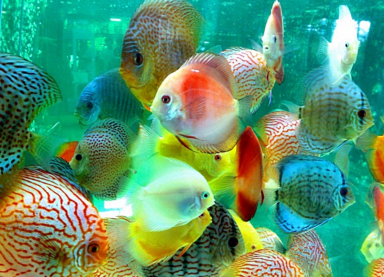 Ikan discus dalam aquascape - Akuarium Ikan Hias