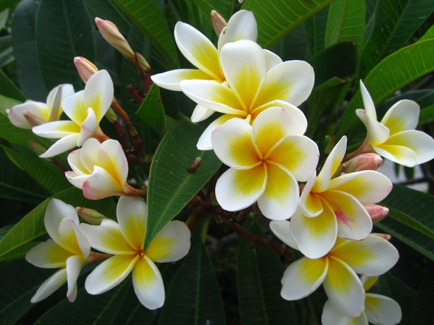 Agricultural Online: Laos national flower – Frangipani