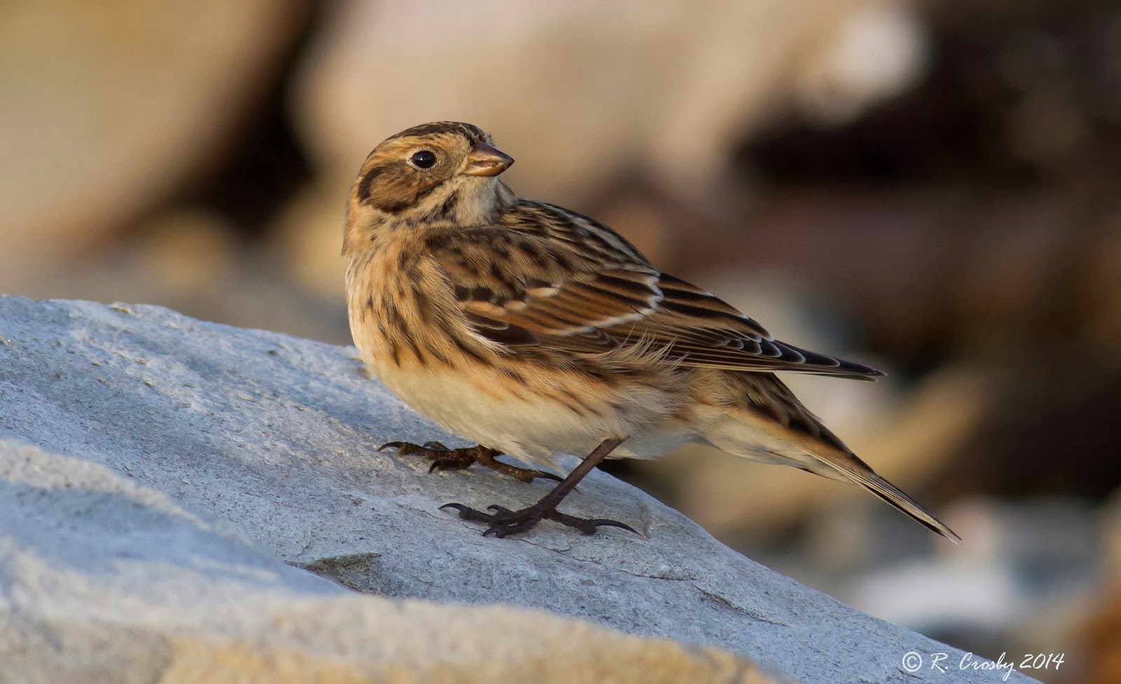 South Shore Birder: Lapland Longspur