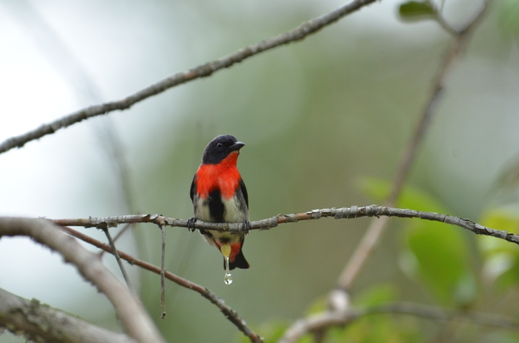 Australian Birds Photography: KEUNEA PHOTOGRAPHY: Birds of Coles Creek ...