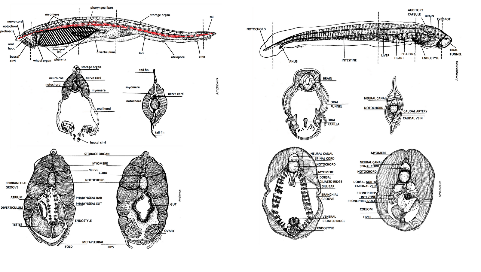 Info animales: LAMPREAS EXPLICACIÓN PARTE DOS