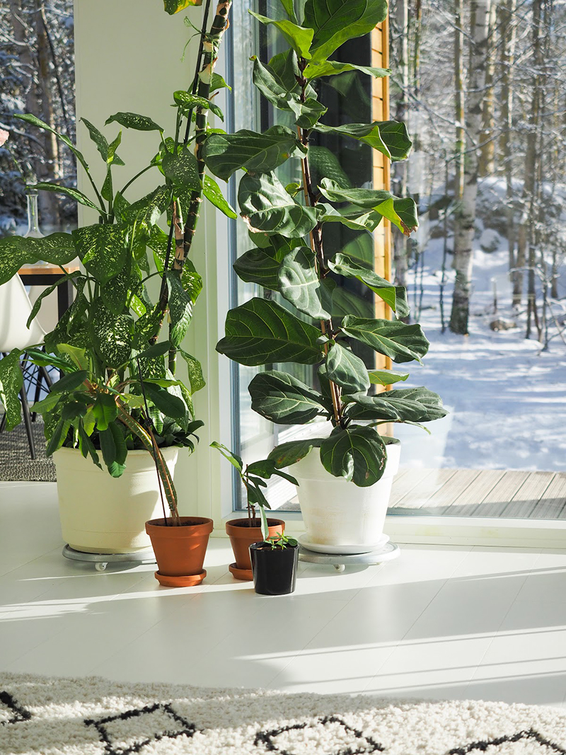 SISUSTUSBLOGGAAJIEN VINKIT VIHERSISUSTAMISEEN | oblik.