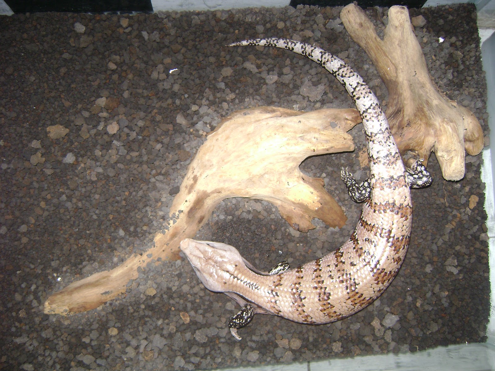 KADAL PANANA: September 2011