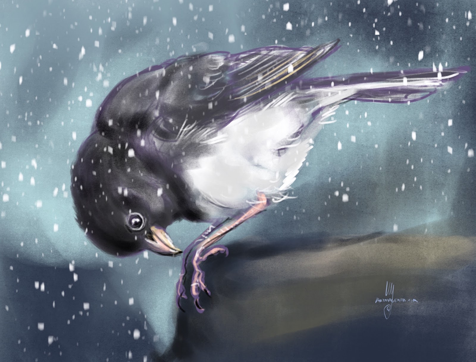 Birds: Dark-eyed Junco